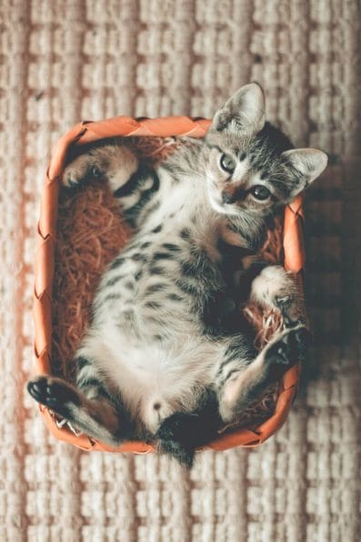 15 Top Signs That Your Cat is Happy: Decoding Feline Smiles