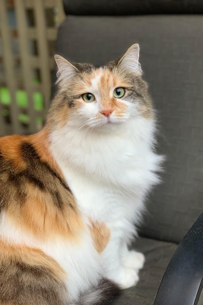 15 Top Signs That Your Cat is Happy: Decoding Feline Smiles