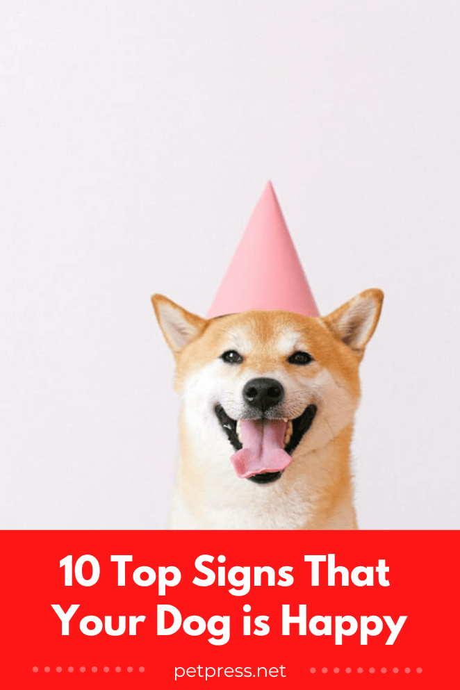10 Top Signs That Your Dog is Happy