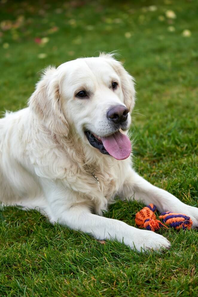 10 Top Signs That Your Dog is Happy