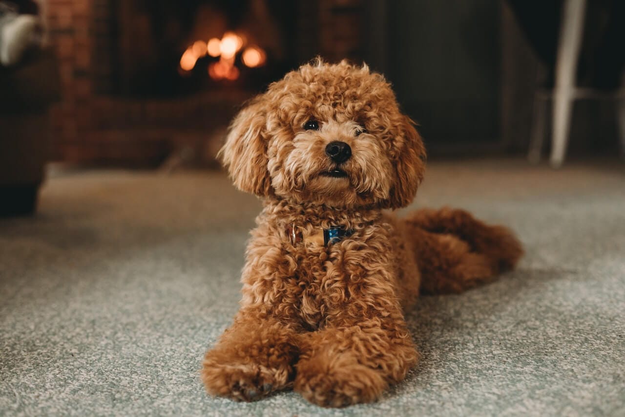 5 Types of Poodle breed: A Guide To Curly-Haired Pets