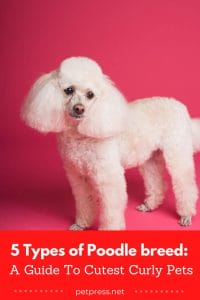 5 Types of Poodle breed: A Guide To Curly-Haired Pets