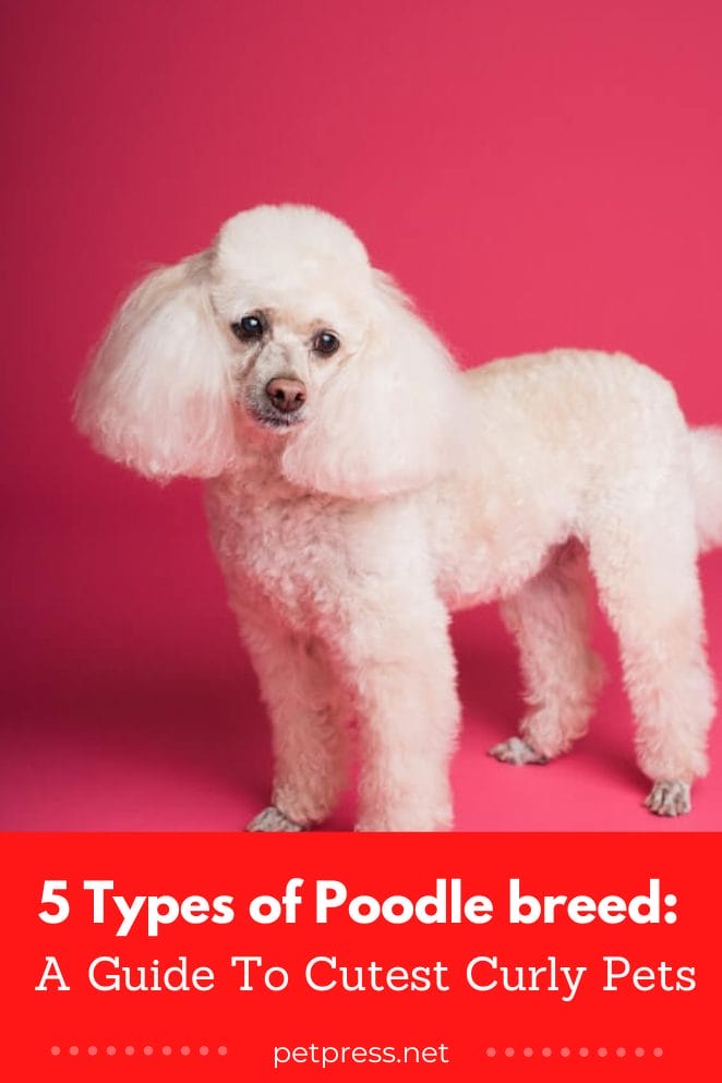 5 Types of Poodle breed: A Guide To Curly-Haired Pets