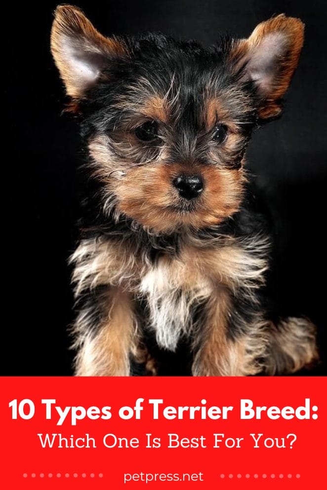 10 Types of Terrier Breed: Which One Is Best For You?