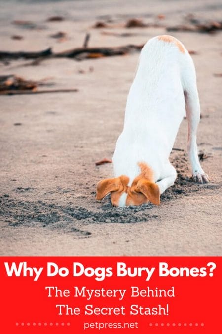 Why Do Dogs Bury Bones? The Mystery Behind The Secret Stash!