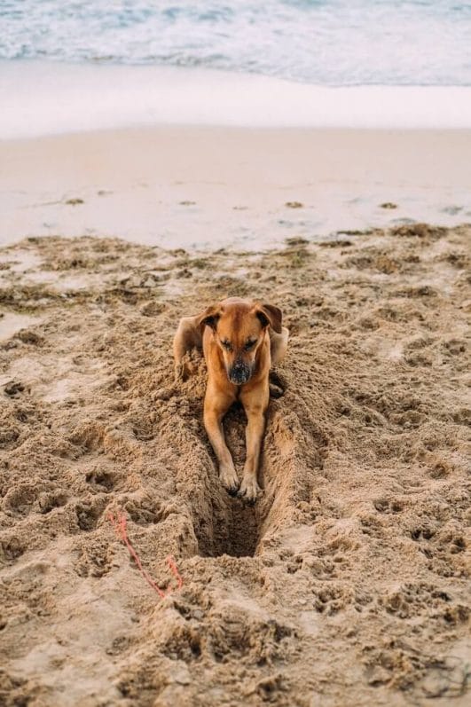 Why Do Dogs Bury Bones? The Mystery Behind The Secret Stash!