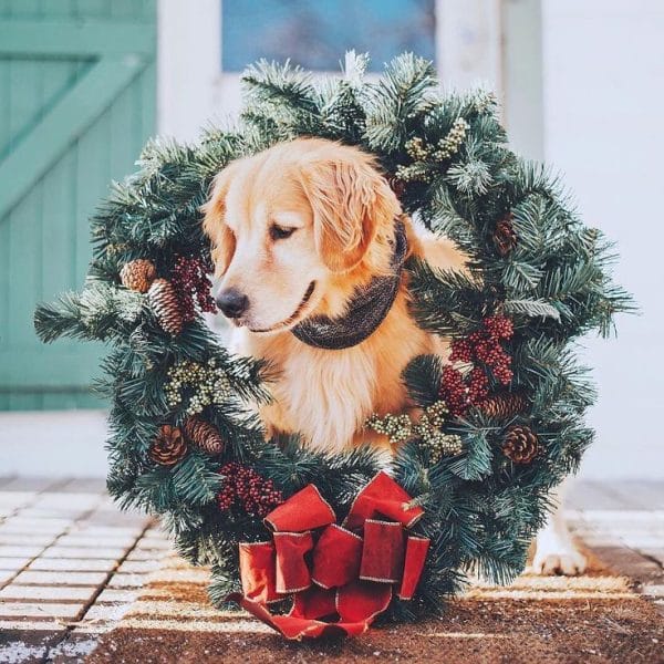 Santa Pups: 10 Cutest Christmas Dogs Ever
