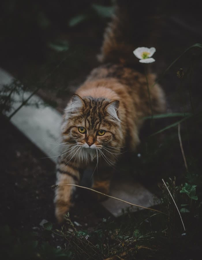 How to Make a Cat Like You: 10 Tips to Win Over Your Feline
