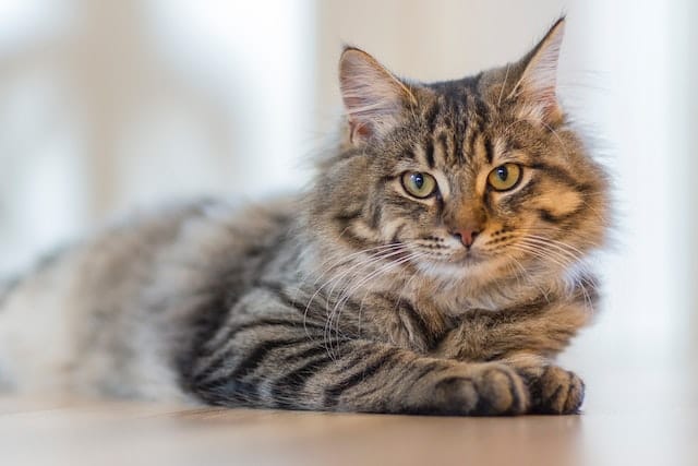How to Make a Cat Like You: 10 Tips to Win Over Your Feline