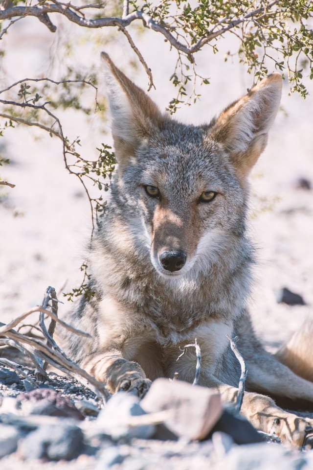 Top 10 Interesting Coyote Facts That You Probably Didn't Know