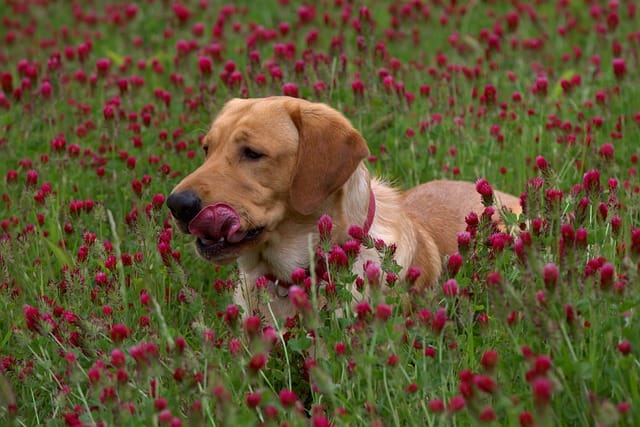 180+ Fox Red Lab Names For Your Red Furry Labrador Puppy