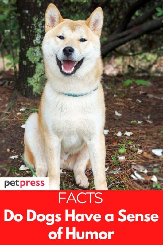 Do Dogs Have a Sense of Humor? Facts About a Canine's Laugh