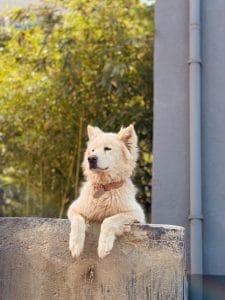 7 Reasons Why Does My Dog Hump Me And How To Stop It