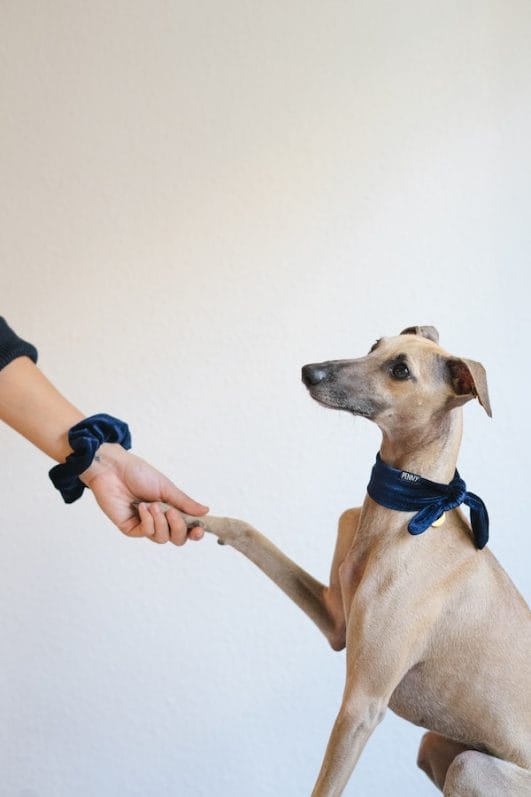 How to Teach Your Dog to Shake in 6 Easy Steps