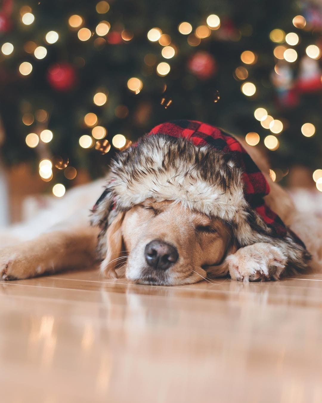 Santa Pups: 10 Cutest Christmas Dogs Ever