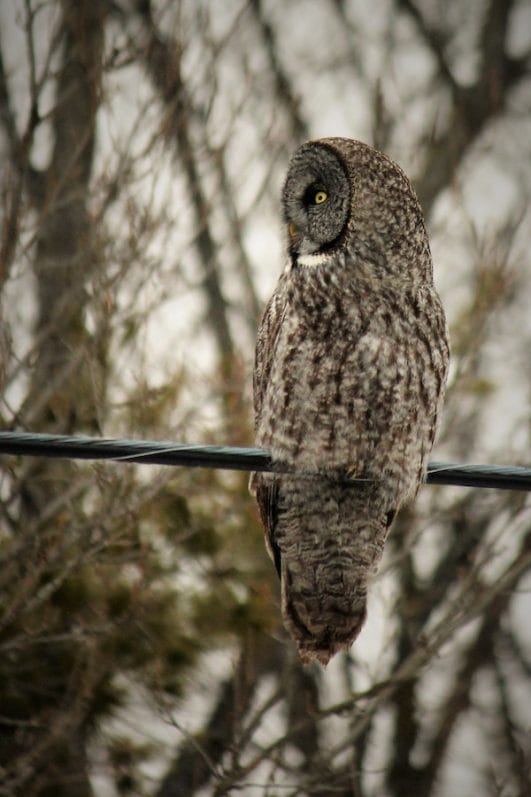 14 Interesting Owl Facts That You Should Know