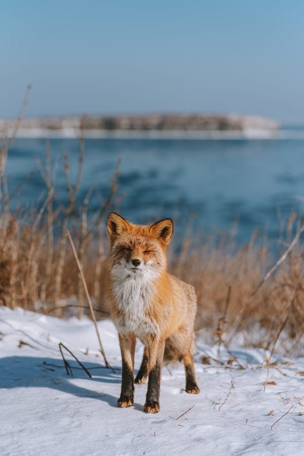 10+ Interesting Fox Facts That Will Amaze You