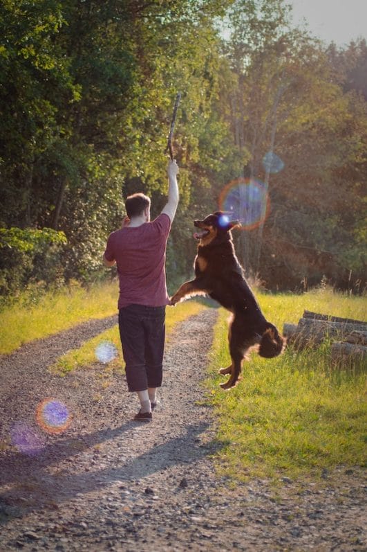 6 Fun Things to Do With Your Dog During Your Free Time