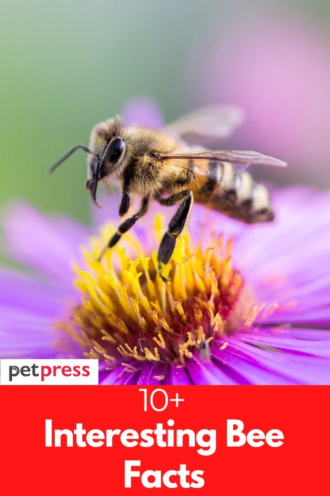 10+ Interesting Bee Facts That Will Amaze You