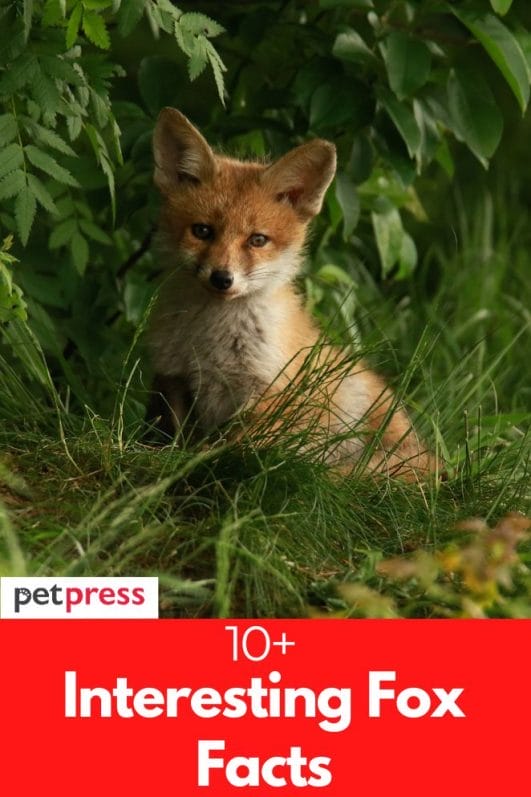 10+ Interesting Fox Facts That Will Amaze You