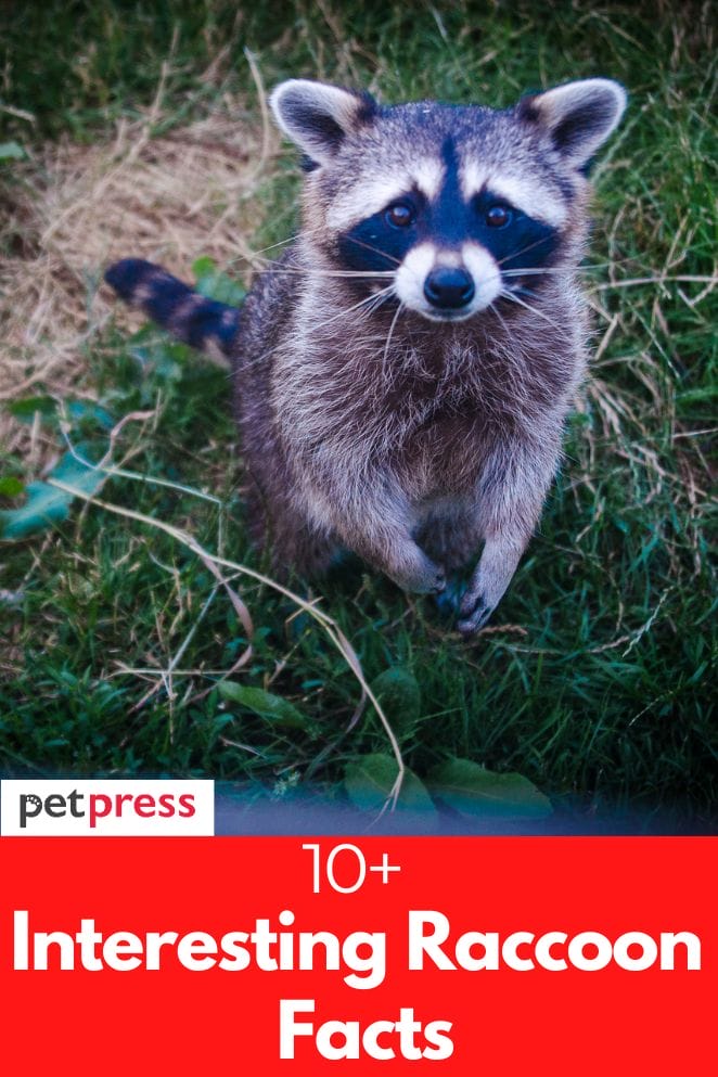 10+ Interesting Raccoon Facts That Will Amaze You