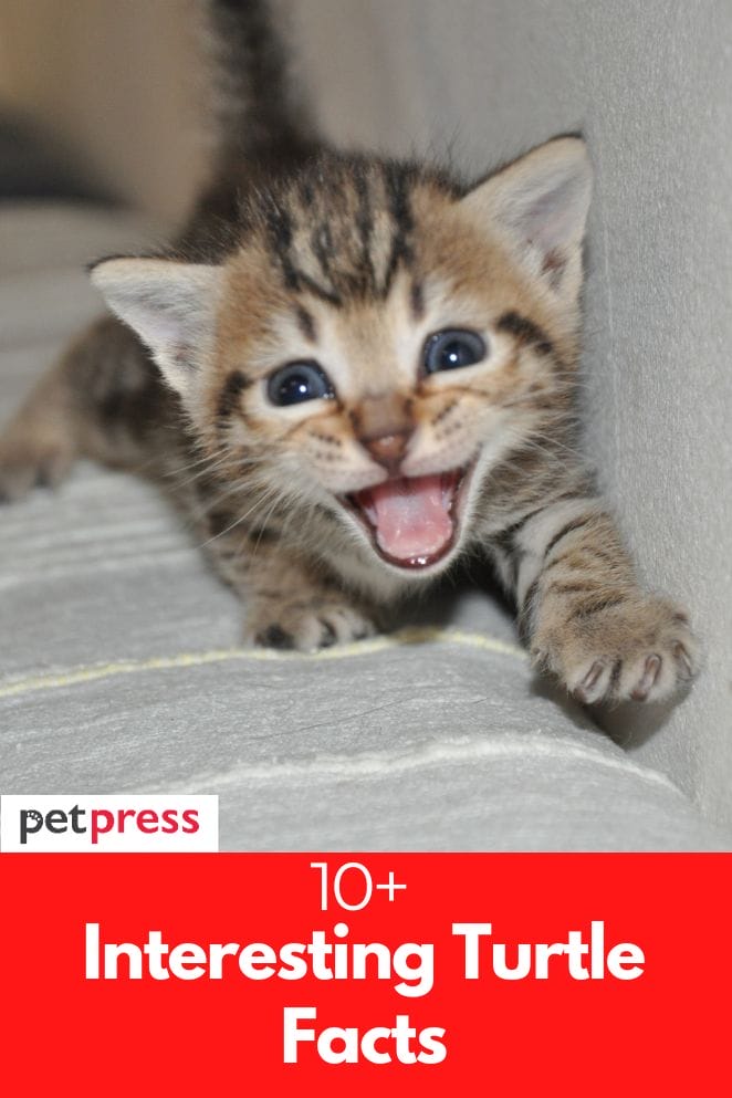 10+ Interesting Turtle Facts - Things About This Cute Little Reptile