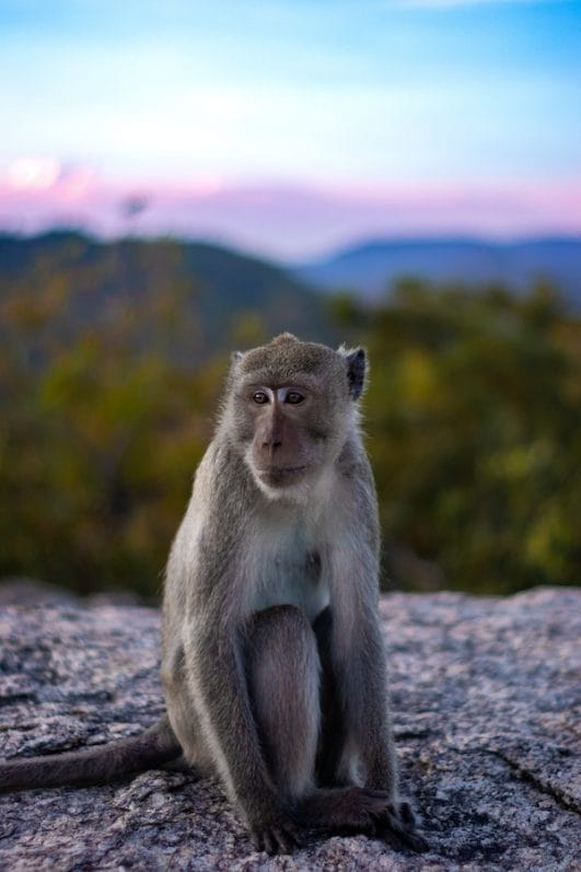 10+ Interesting Monkey Facts That Are Entertaining