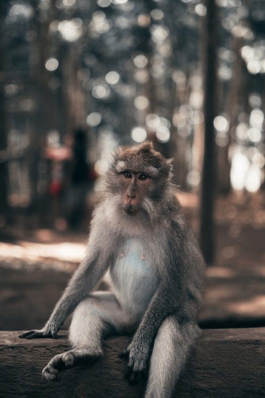 10+ Interesting Monkey Facts That Are Entertaining