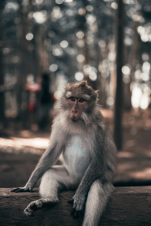 10+ Interesting Monkey Facts That Are Entertaining