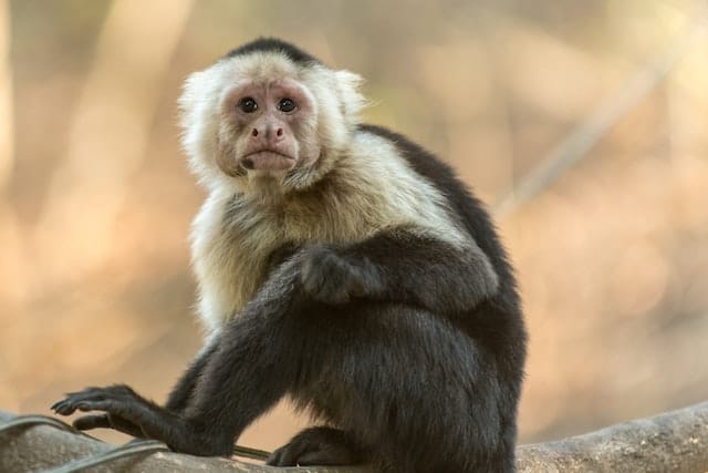 10+ Interesting Monkey Facts That Are Entertaining