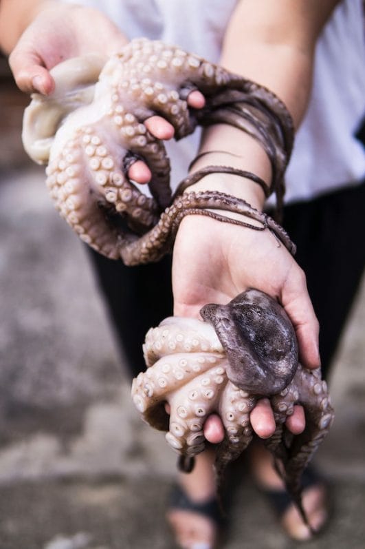 Top 10 Interesting Octopus Facts That You Should Know
