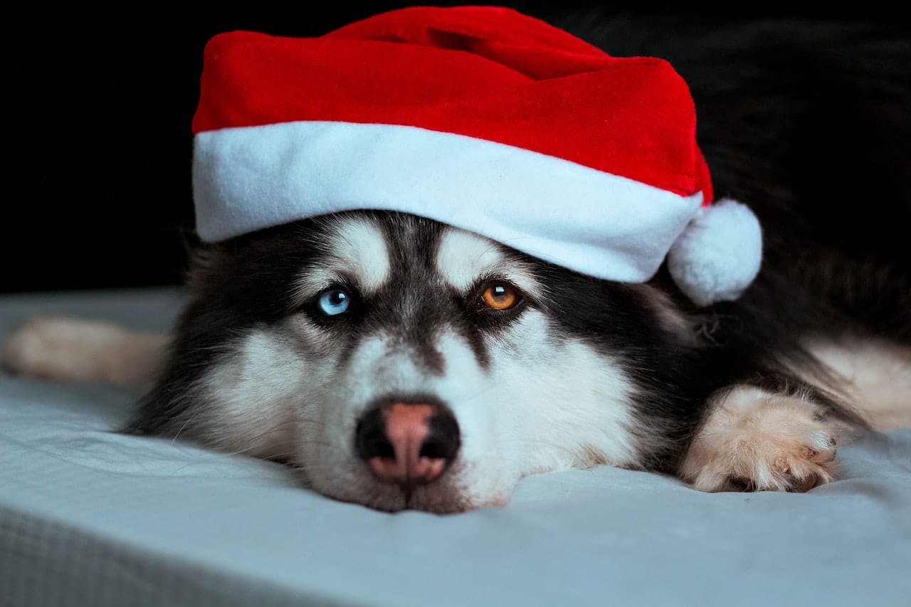 Cutest Dogs With Christmas Hats To Brighten Up Your Holidays