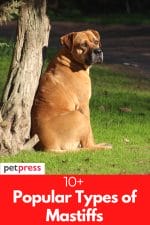 10+ Popular Types of Mastiffs That Will Be a Good Pet