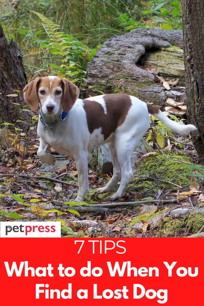 Lost and Found - 7 Tips on What to do When You Find a Lost Dog