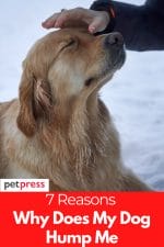 7 Reasons Why Does My Dog Hump Me And How To Stop It
