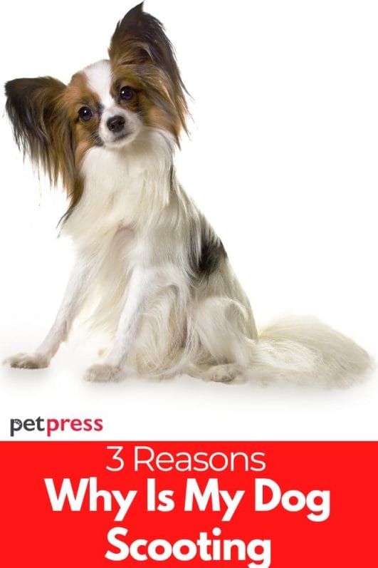 Why Is My Dog Scooting? 3 Reasons You Should Know