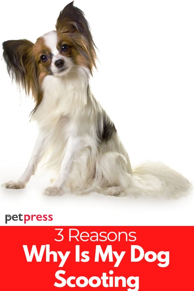 Why Is My Dog Scooting? 3 Reasons You Should Know