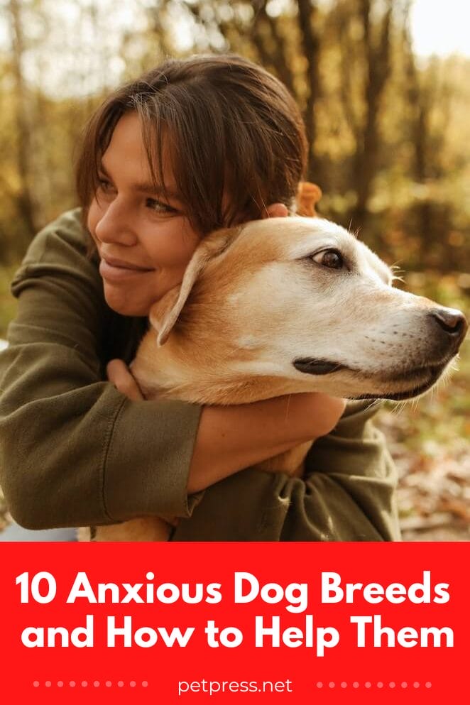 10 Anxious Dog Breeds and How to Help Them