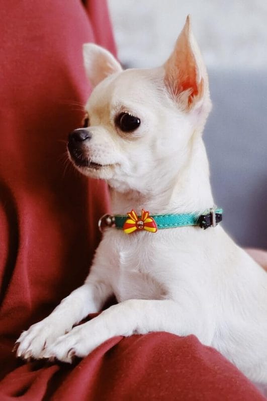 10 Anxious Dog Breeds and How to Help Them