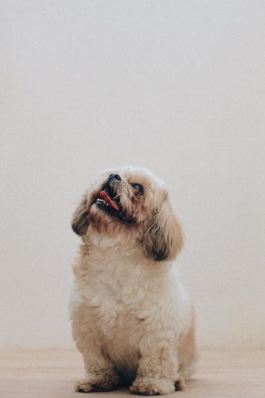 10 Anxious Dog Breeds and How to Help Them