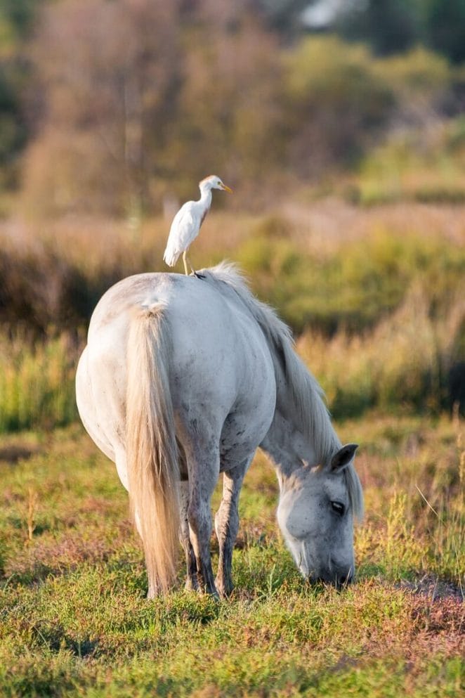 Snowy Stallions: 8 Enchanting White Horse Breeds