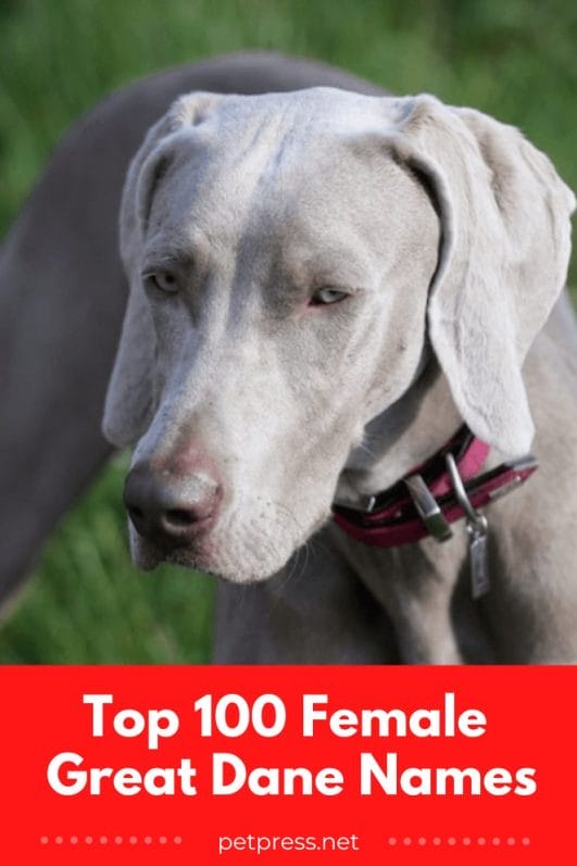 Top 100 Female Great Dane Names