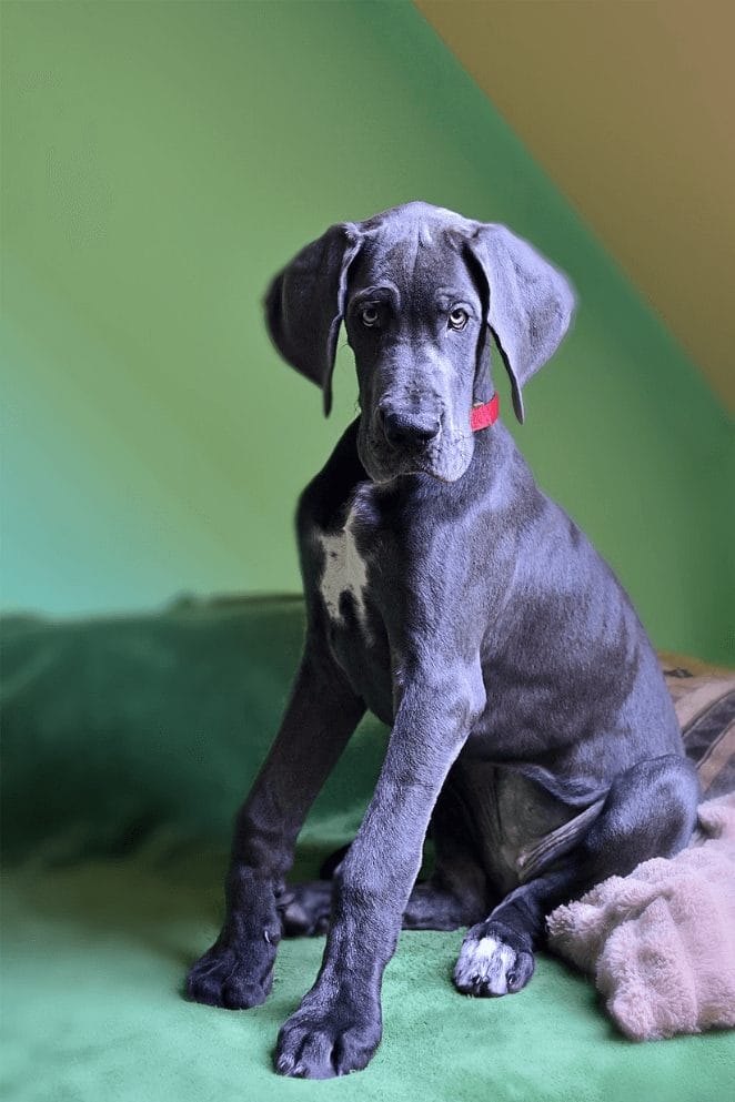 Top 100 Female Great Dane Names