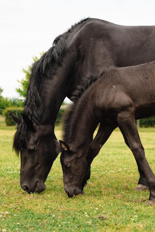 10 Black Horse Breeds: Stunning Black Beauties Of The World