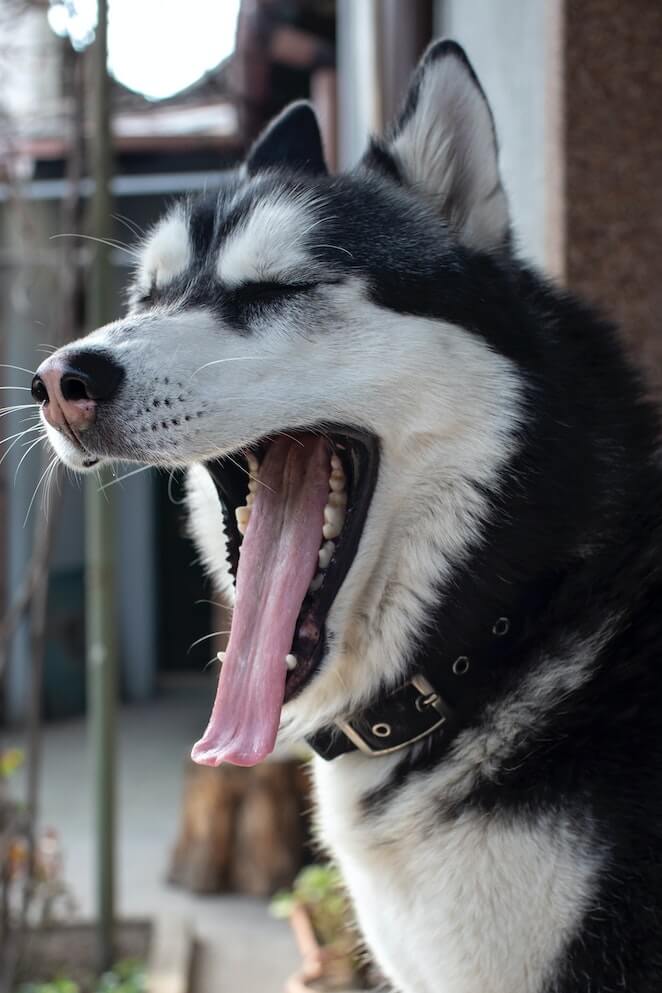 Why Do Dogs Yawn: 10 Reasons Behind Those Contagious Yawns