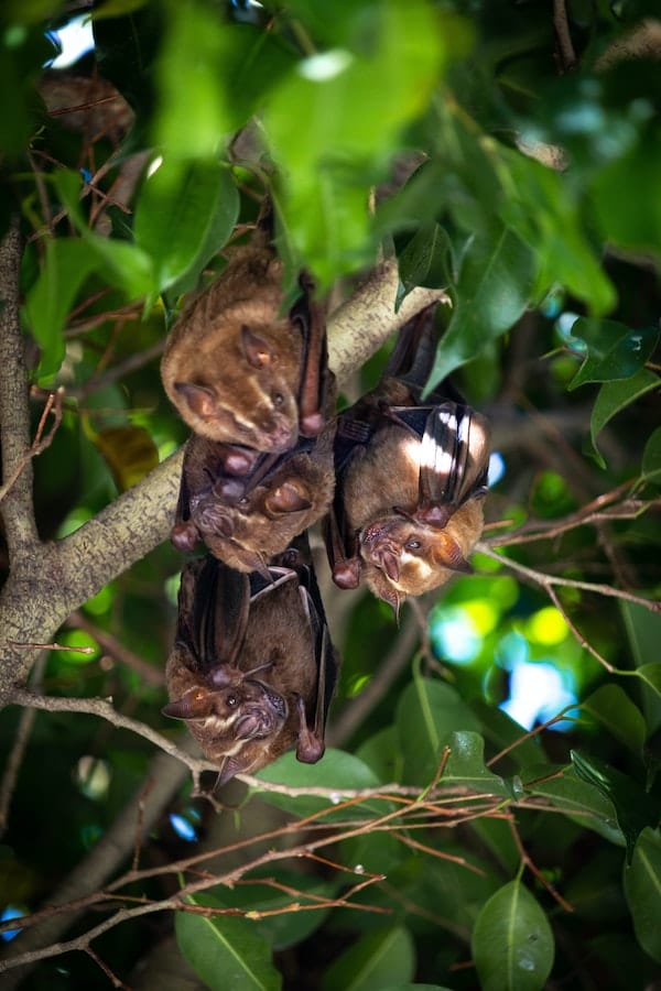 10+ Interesting Bat Facts That Are Fascinating And Will Amaze You