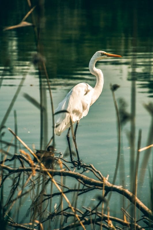 10+ Interesting Bird Facts That Are Amazing And Will Surprise You