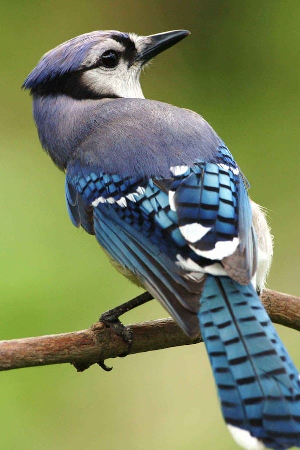 10+ Interesting Bird Facts That Are Amazing And Will Surprise You