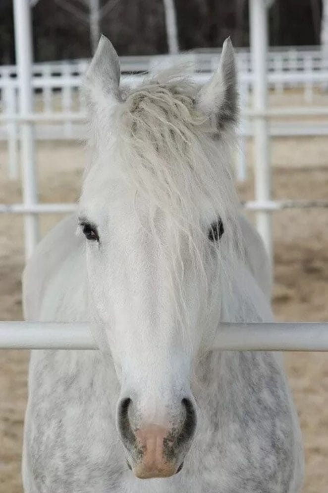Snowy Stallions: 8 Enchanting White Horse Breeds