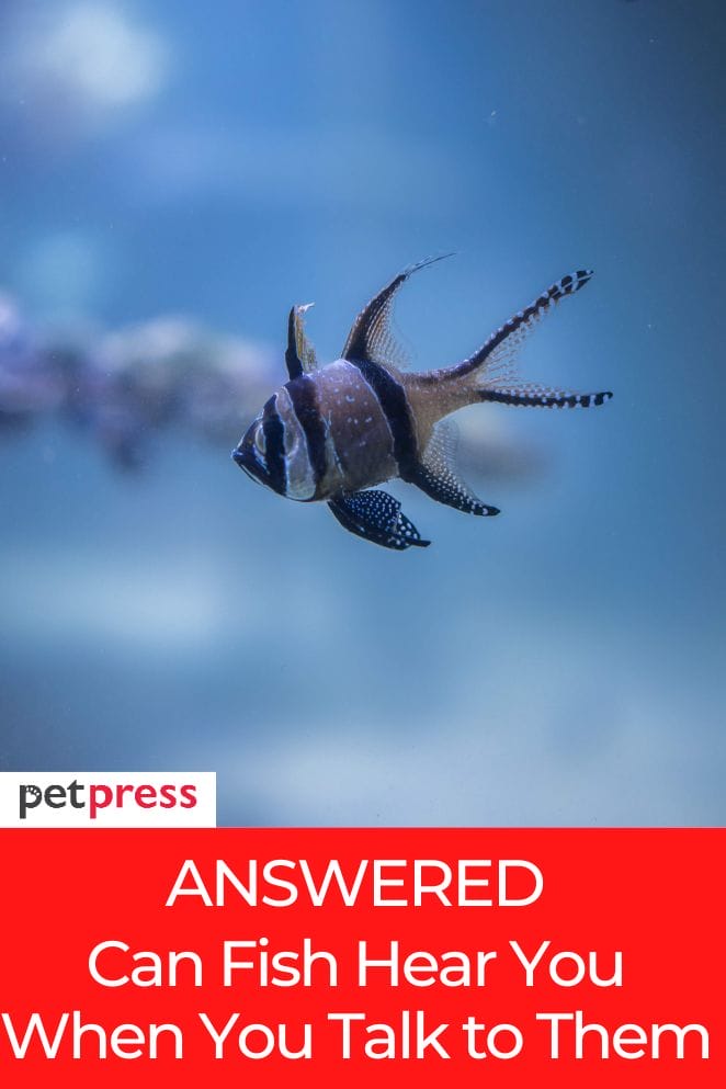 Interesting Fact - Can Fish Hear You When You Talk to Them?